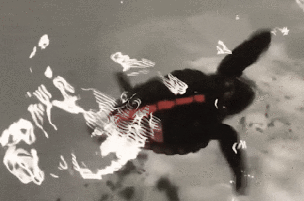 Sea Turtles Dance to Orientate With Earth's Magnetic Field, Study ...