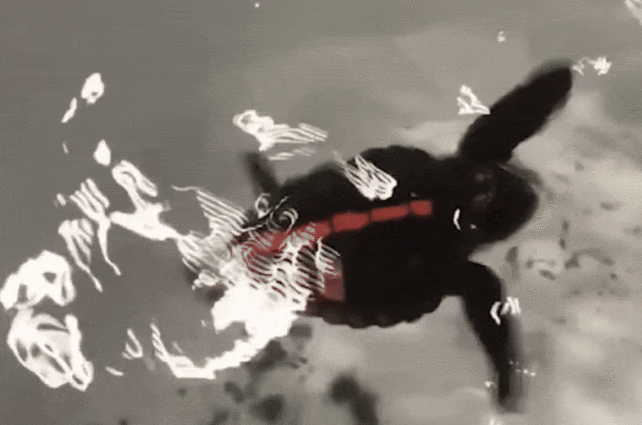 Sea Turtles Dance to Orientate With Earth's Magnetic Field, Study ...