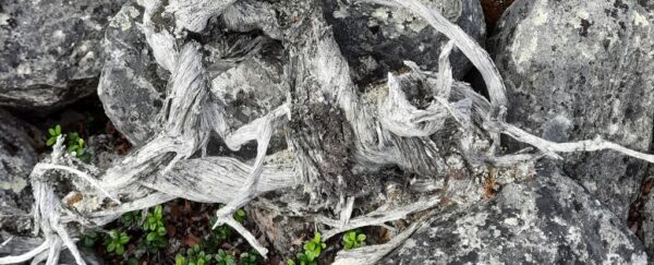 Stick From a Dead Shrub Reveals Surprising Truth About Its Record ...