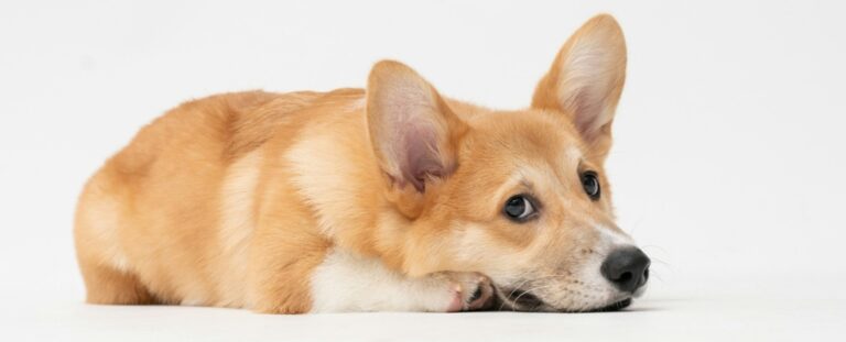 Scientists Just Found The Best Way to Get Your Dog's Attention ...