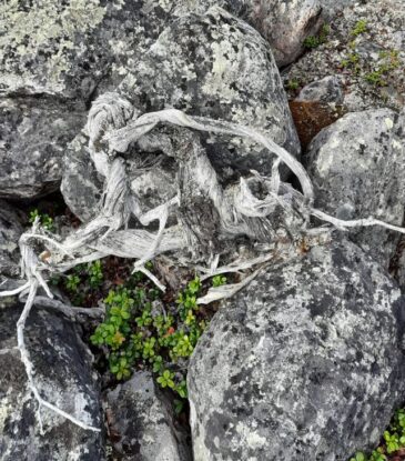 Stick From a Dead Shrub Reveals Surprising Truth About Its Record ...