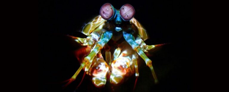 Mantis Shrimp Reveals The Secret to Surviving Its Deadly Shockwaves ...