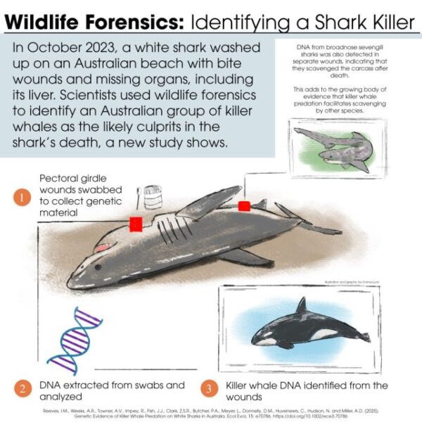DNA Confirms Orcas Prey Upon One of Australia's Deadliest Marine ...