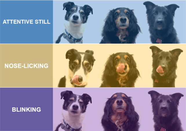 Your Dog's Blinking Could Be an Attempt to Tell You Something Important ...