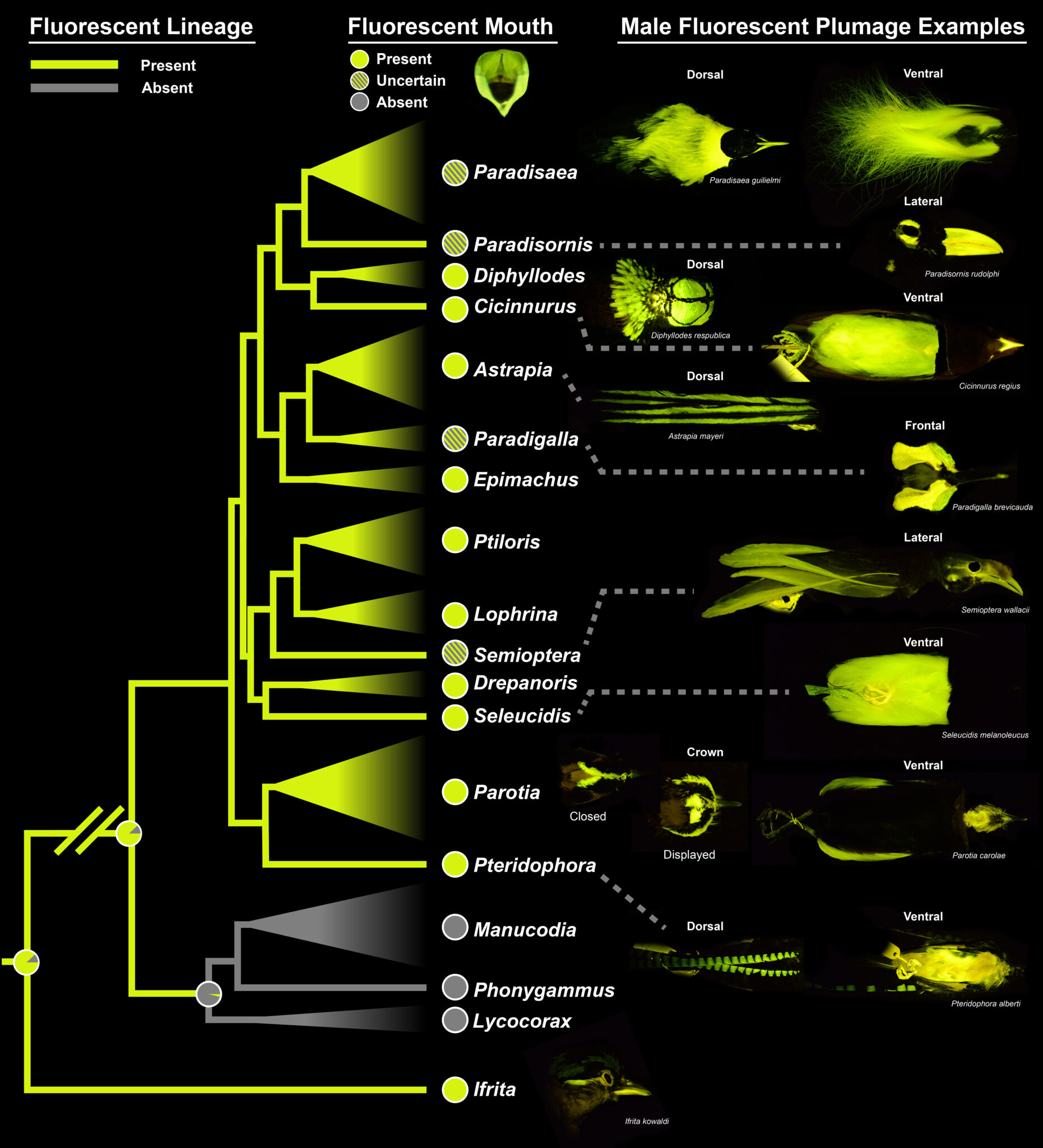 Most Birds-of-Paradise Are Secretly Biofluorescent, Study Finds ...