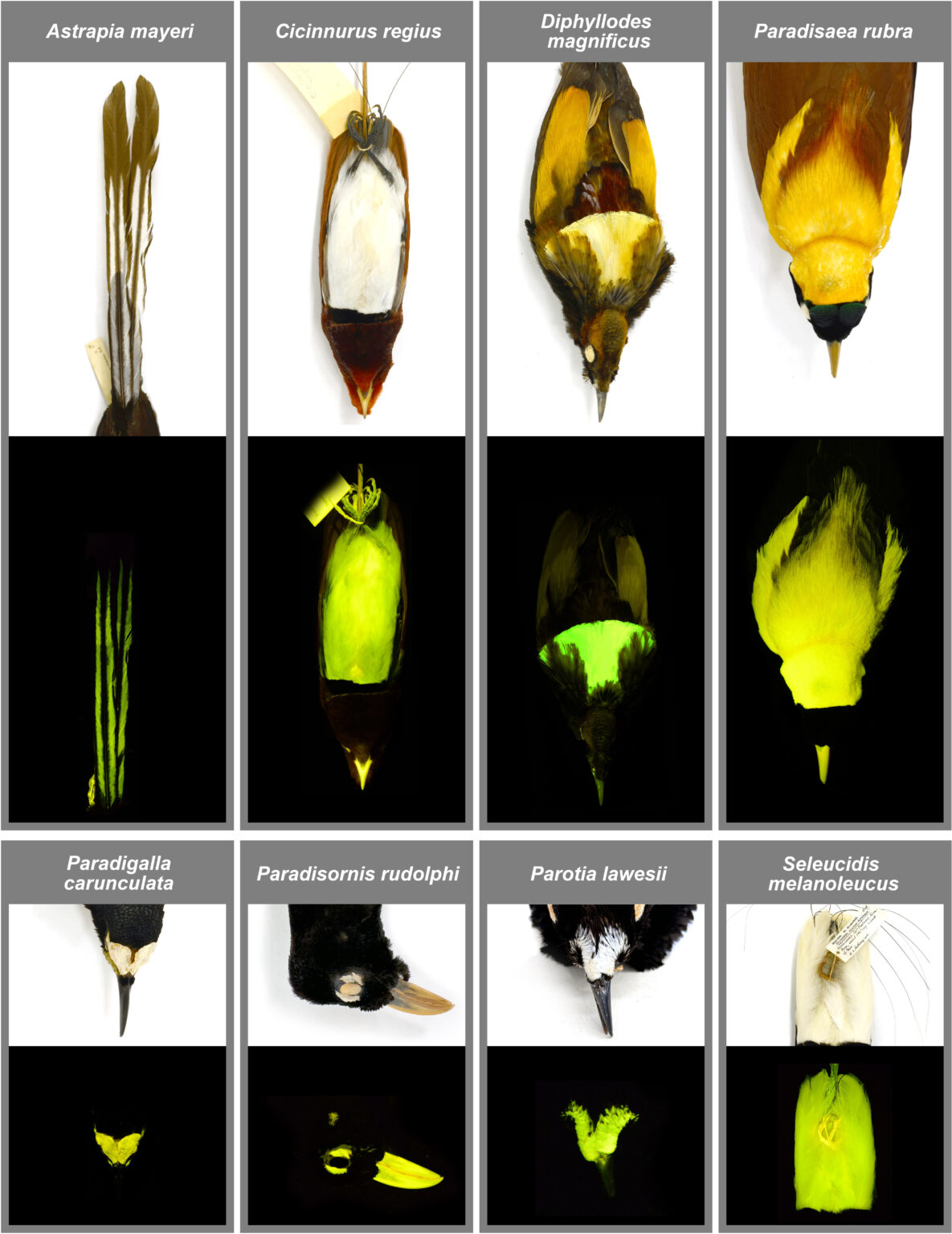 Most Birds-of-Paradise Are Secretly Biofluorescent, Study Finds ...