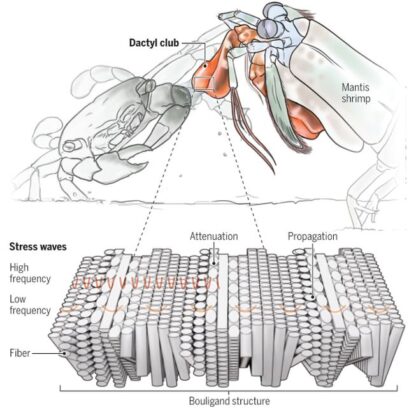 Mantis Shrimp Reveals The Secret to Surviving Its Deadly Shockwaves ...