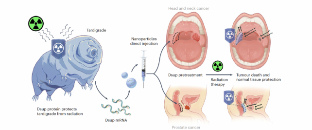 Tardigrade Protein Could Soon Make Cancer Patients More Radiation Proof ...
