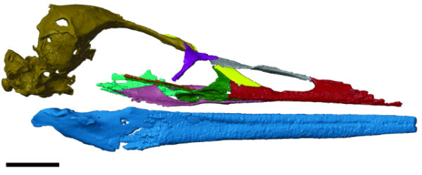 Remarkable Fossil Discovery Hints at Antarctic Origins of All Modern ...