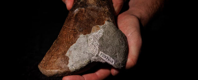 Ancient Fossils Reveal A Surprising Truth About Australian Dinosaurs ...