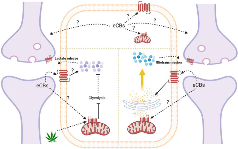 Brain Receptors For Cannabis Could Be Why Some People Are More ...