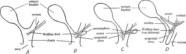 Wild New Study Suggests Buttholes Once Had a Very Different Purpose ...