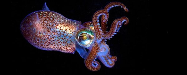 Squids' Amazing Color Shifting Could Be Key to Hyper-Efficient Solar ...