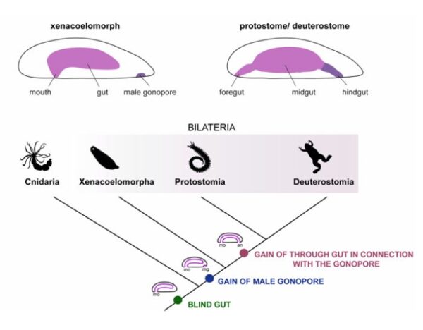Wild New Study Suggests Buttholes Once Had a Very Different Purpose ...