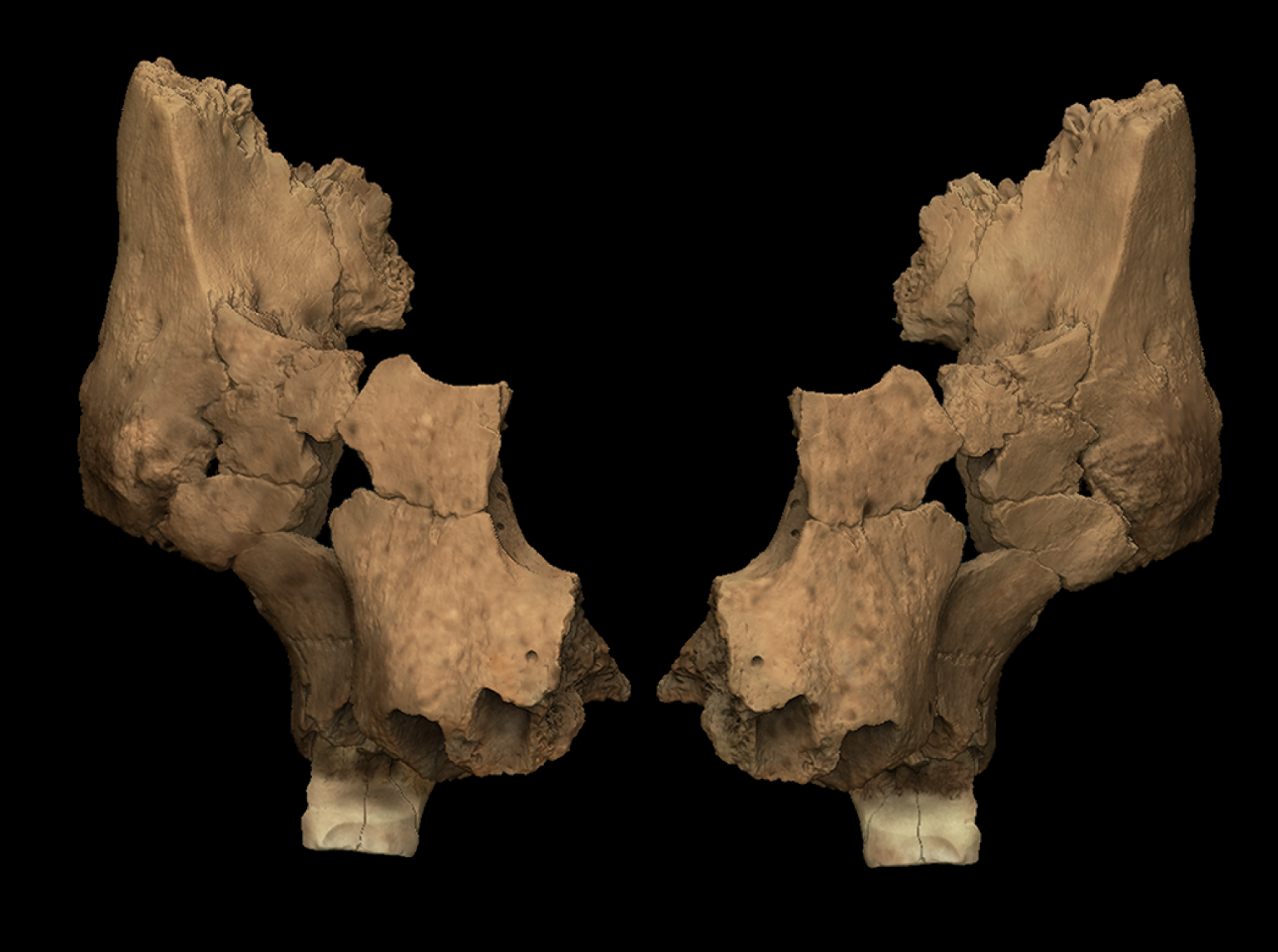 Face of Overlooked Human Ancestor Could Set Record in Western Europe ...