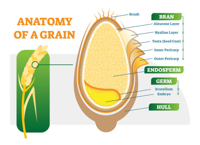 Wholemeal or Wholegrain? An Expert Explains How to Choose Your Bread ...