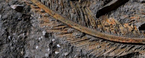 New Type of Fossilization Revealed by Griffon Vulture Found in Volcanic ...