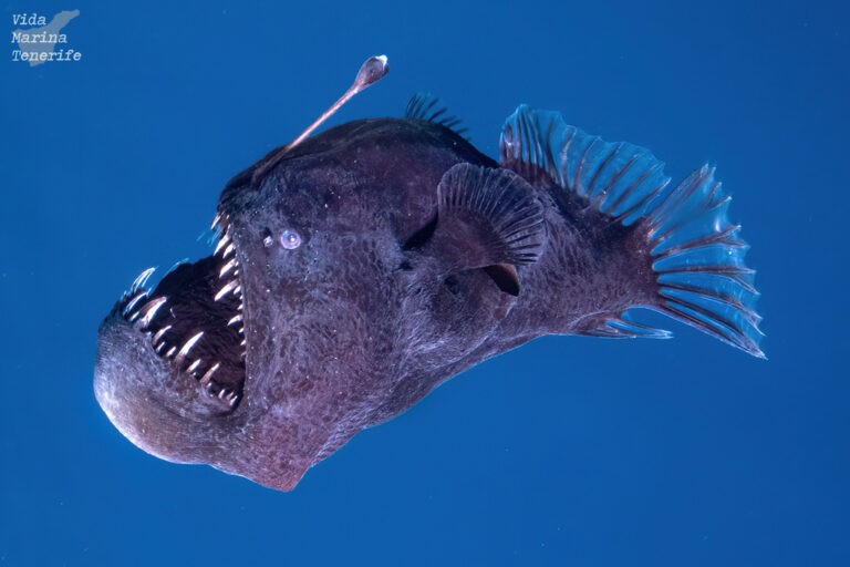 This Mysterious Fish Became a Viral Phenomenon. Here's Why. : ScienceAlert