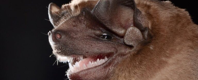 Close Relative of Highly Fatal Coronavirus Discovered in Brazil's Bats ...