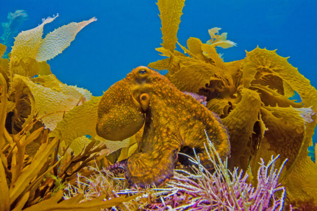 Squids' Amazing Color Shifting Could Be Key to Hyper-Efficient Solar ...