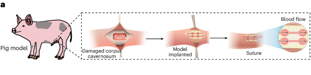 World First: Scientists Printed Penises For Pigs And Restored Their ...