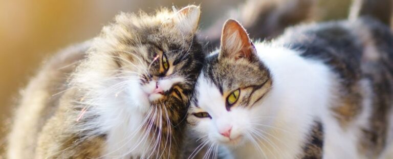 Do Cats Have Friends? Experts Reveal The Truth About Feline Friendship ...