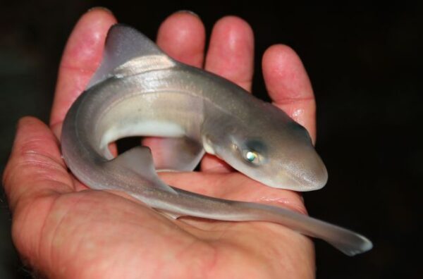 Hear The First-Ever Recordings of Sharks Actively Making Noises ...