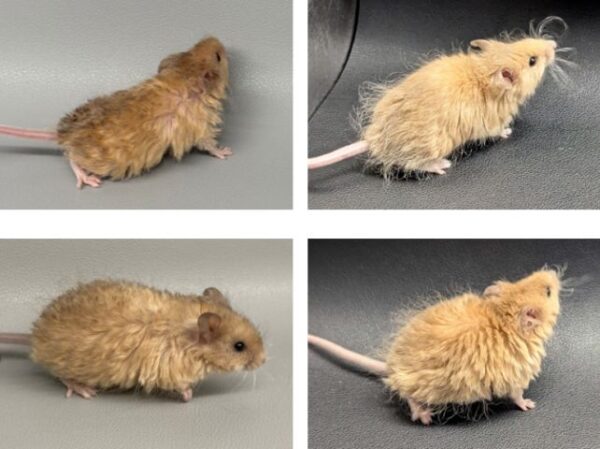 These Woolly Mice Bring The Mammoth's De-Extinction a Step Closer ...