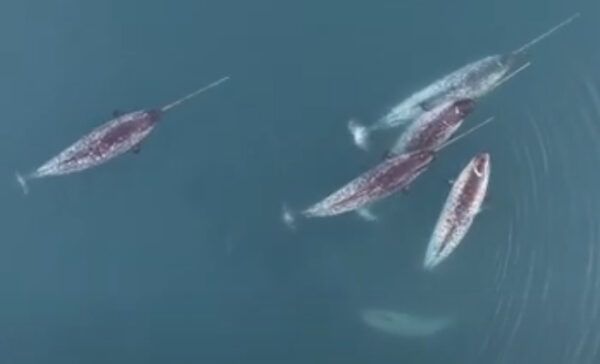 Remarkable Drone Footage Reveals How Narwhals Use Their Tusks : ScienceAlert