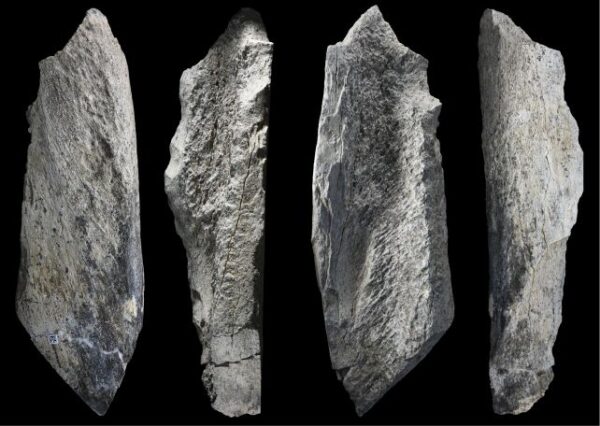Discovery of 1.5-Million-Year-Old Bone Tools Rewrites Early Human ...