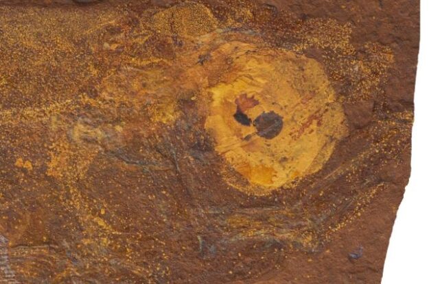 Amazing 15-Million-Year-Old Fish Fossil Found in The Australian Desert ...