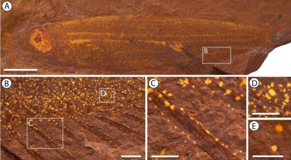Amazing 15-Million-Year-Old Fish Fossil Found in The Australian Desert ...
