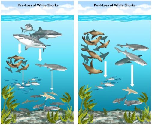 Orcas Are Terrorizing Sharks, And The Consequences Could Be Profound ...