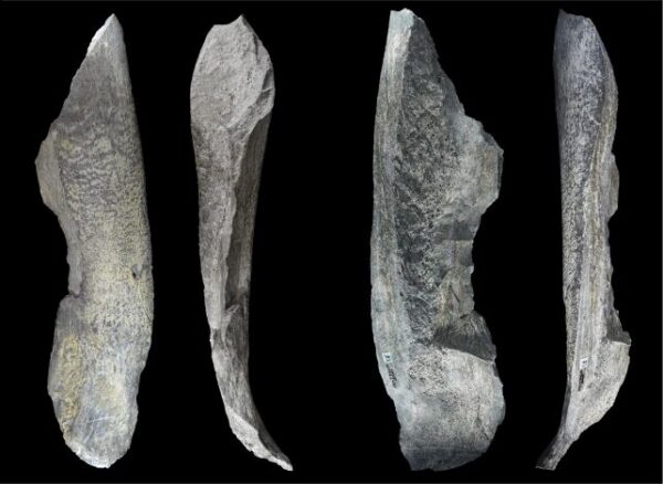 Discovery of 1.5-Million-Year-Old Bone Tools Rewrites Early Human ...