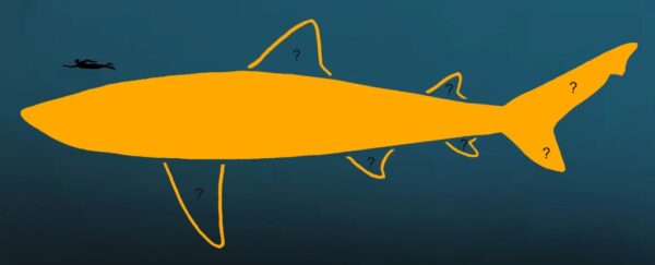 Megalodon: Scientists Reveal a Crucial Surprise About The Mega-Shark ...