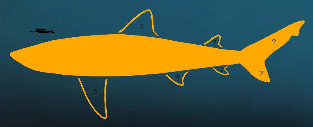 Megalodon: Scientists Reveal a Crucial Surprise About The Mega-Shark ...