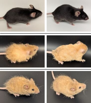 These Woolly Mice Bring The Mammoth's De-Extinction a Step Closer ...