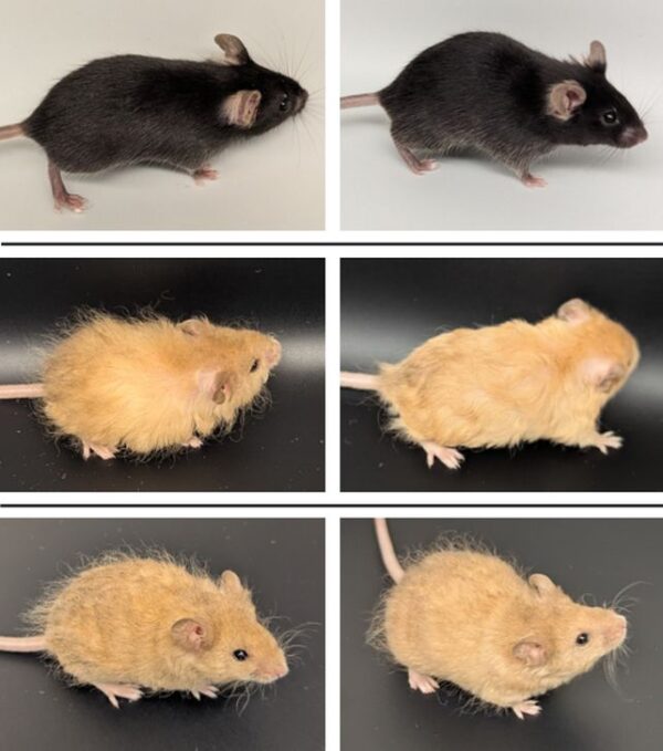 These Woolly Mice Bring The Mammoth's De-Extinction a Step Closer ...