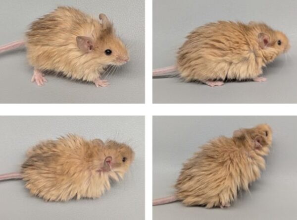 These Woolly Mice Bring The Mammoth's De-Extinction a Step Closer ...