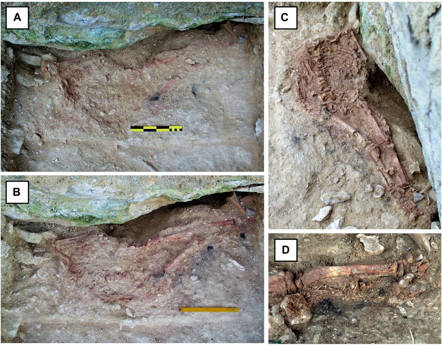 Mysterious Twist Revealed in Saga of Human-Neanderthal Hybrid Child ...
