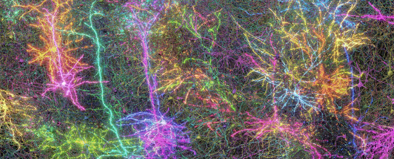 A Tiny Piece of Mouse Brain Has Finally Been Mapped in Mindblowing ...