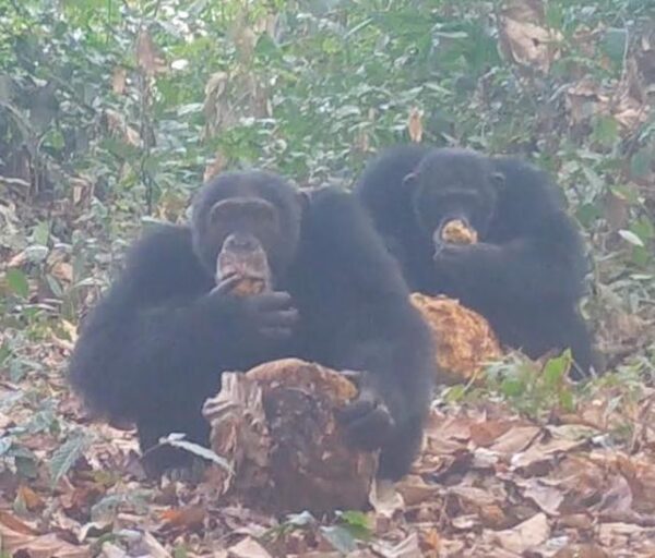 Wild Chimps Caught on Camera Sharing Alcoholic Fruit : ScienceAlert