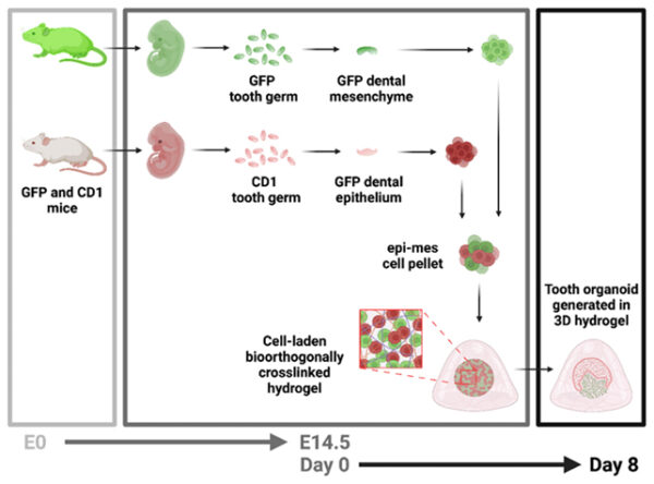 Lab-Grown Teeth Are Another Step Closer to Reality, Scientists Reveal ...