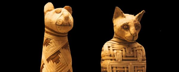 The Modern Cat May Have Emerged From Ancient Egyptian Ritual Sacrifice ...