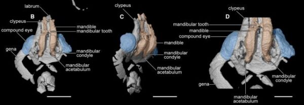 113-Million-Year-Old 'Hell Ant' Discovery Is Oldest Ever Found ...