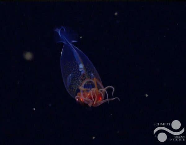 Breaking: Live Colossal Squid Filmed in World First : ScienceAlert