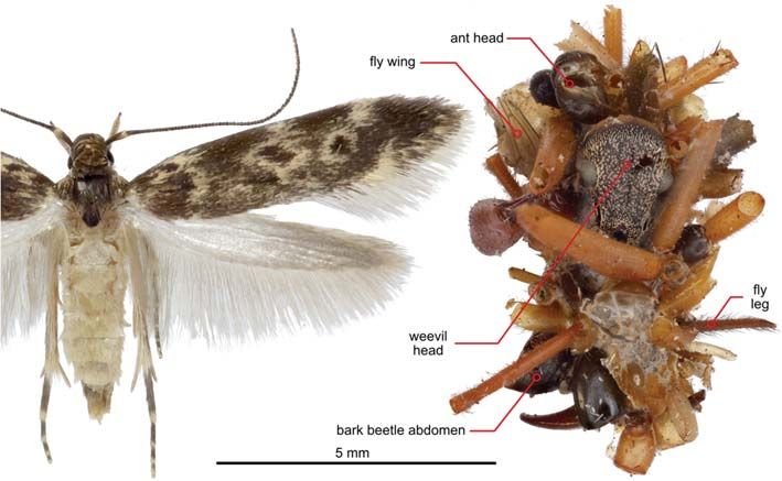 'Bone Collector' Caterpillar Wears Dead Bugs to Steal Prey From Spiders ...