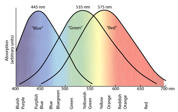 Scientists Say They Found a New Color Humans Have Never Seen Before ...