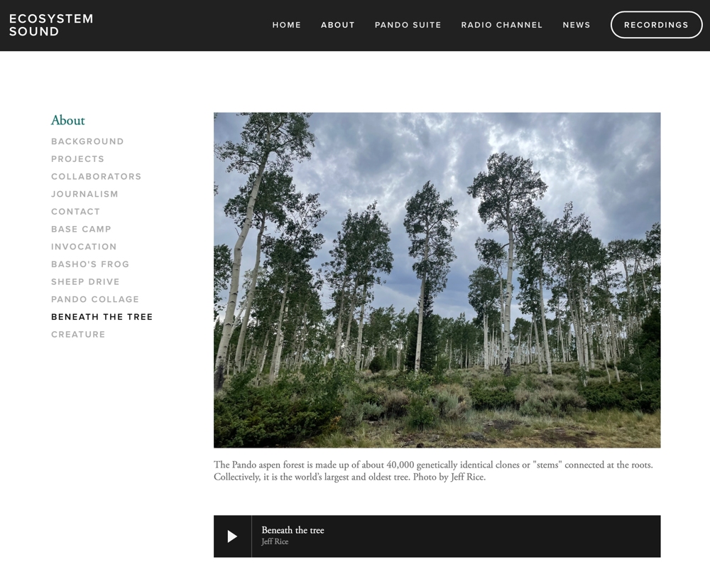 Haunting Sounds of The World's Largest Living Thing Revealed : ScienceAlert