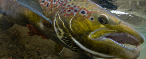 Sleep And Anxiety Medication Is Having a Curious Effect on Salmon ...